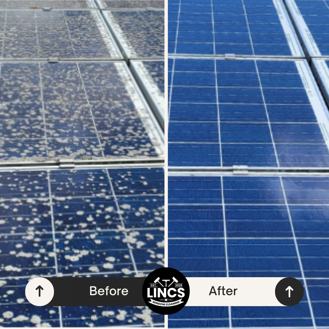 Bird Droppings and Lichen: How To Remove From Solar Panels - Lincs ...