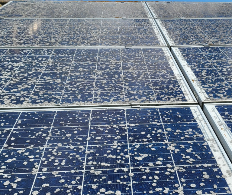 Bird Droppings and Lichen: How To Remove From Solar Panels - Lincs ...